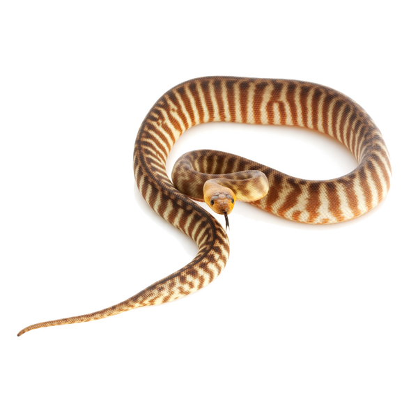 Woma Python - ReptiChip LLC