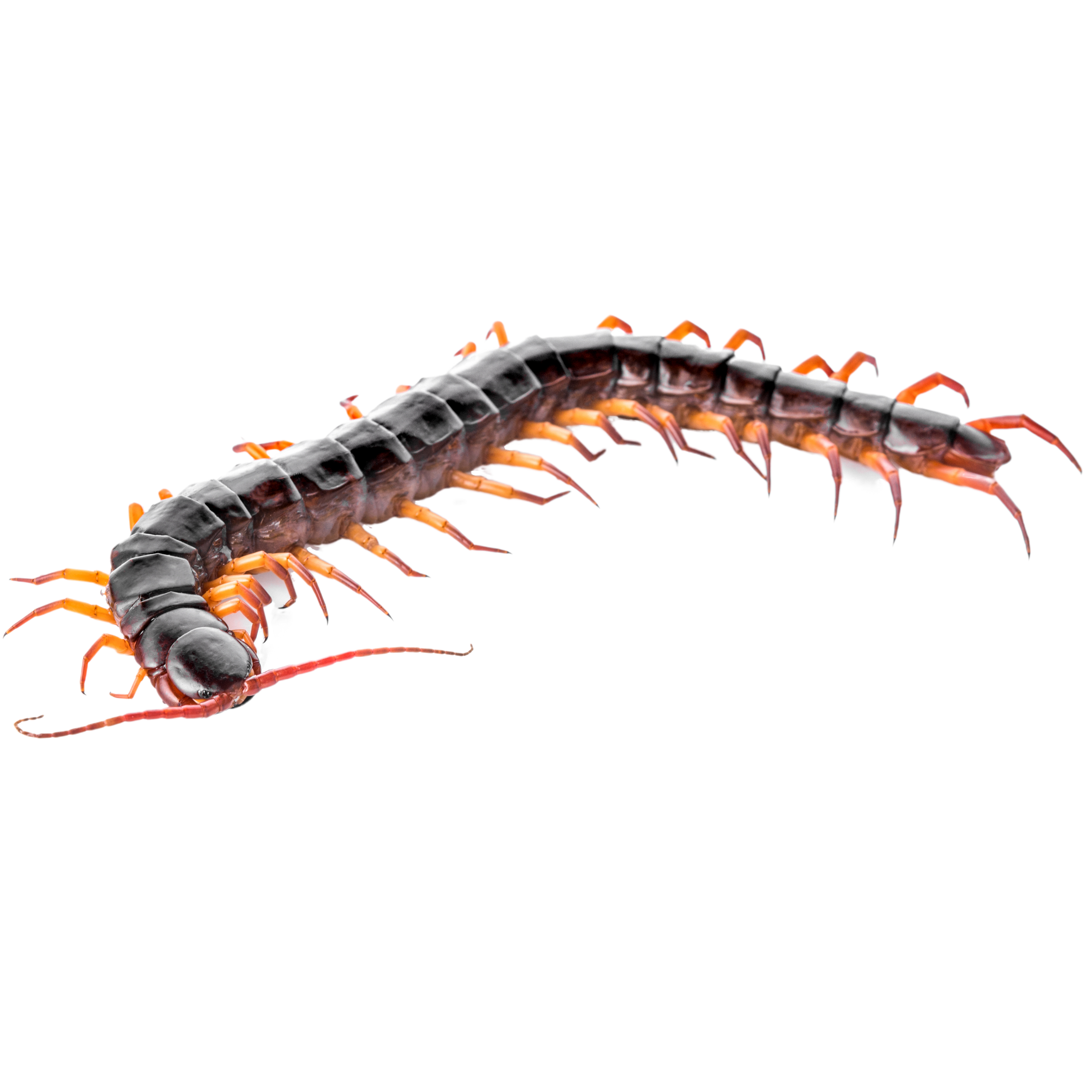 Amazonian Giant Centipede - ReptiChip LLC