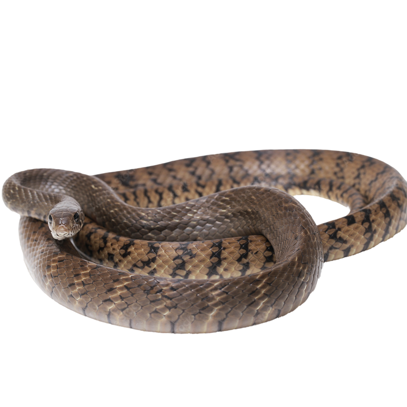 Oriental Ratsnake - ReptiChip LLC