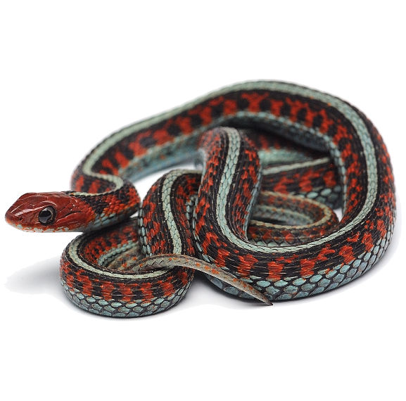 California Red-Sided Garter Snake - ReptiChip LLC