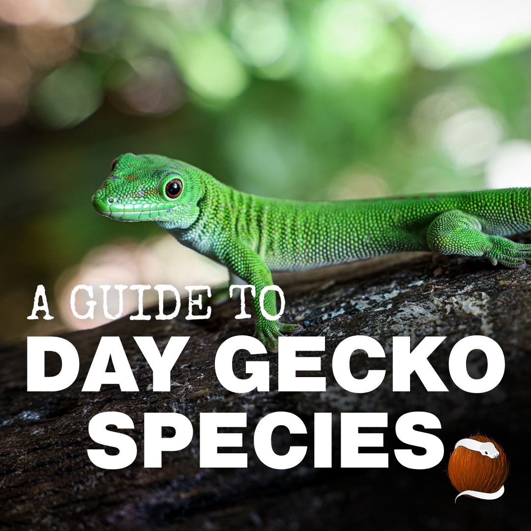A Guide to Day Gecko Species - ReptiChip LLC