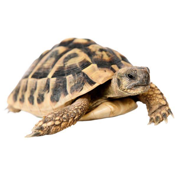 Greek Tortoise - ReptiChip LLC