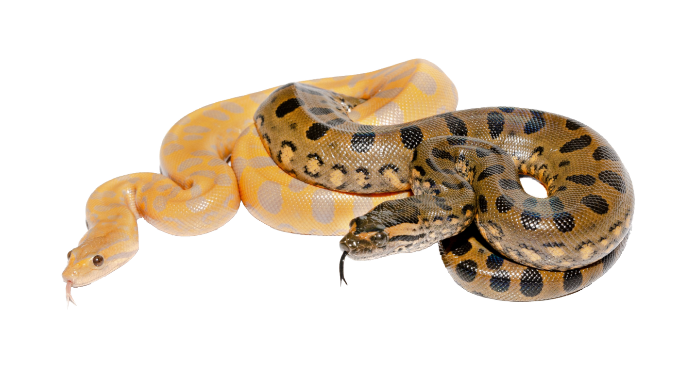 Premium Reptile Bedding Using the highest quality Coconut Substrate