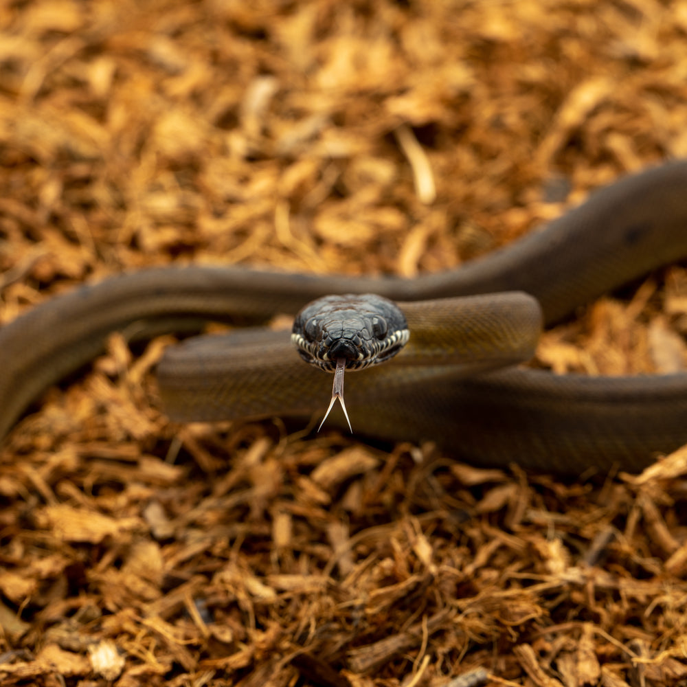 The Perfect Coconut Substrate For Your Reptiles | ReptiChip - ReptiChip LLC