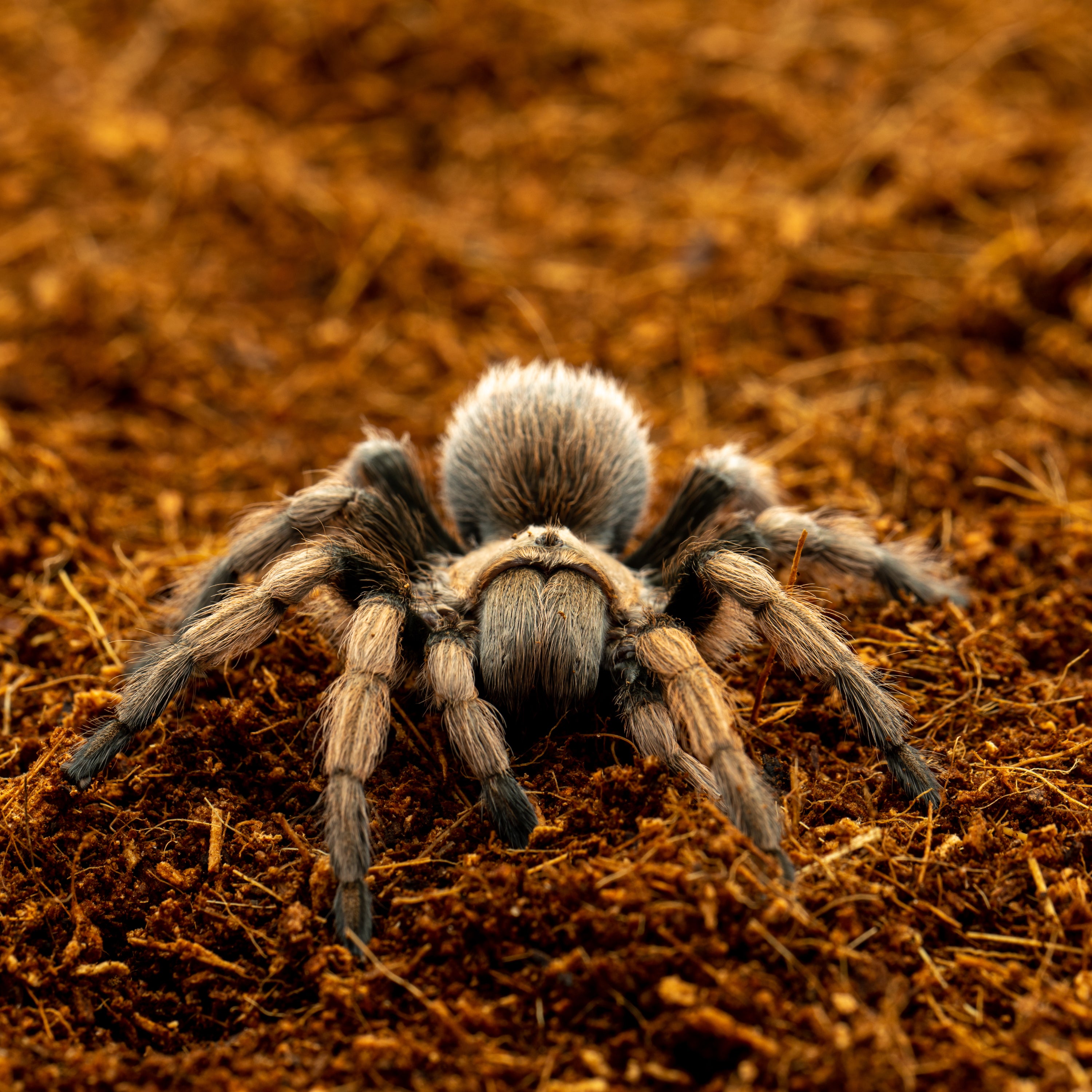 The Perfect Coconut Substrate For Your Reptiles | ReptiChip - ReptiChip LLC