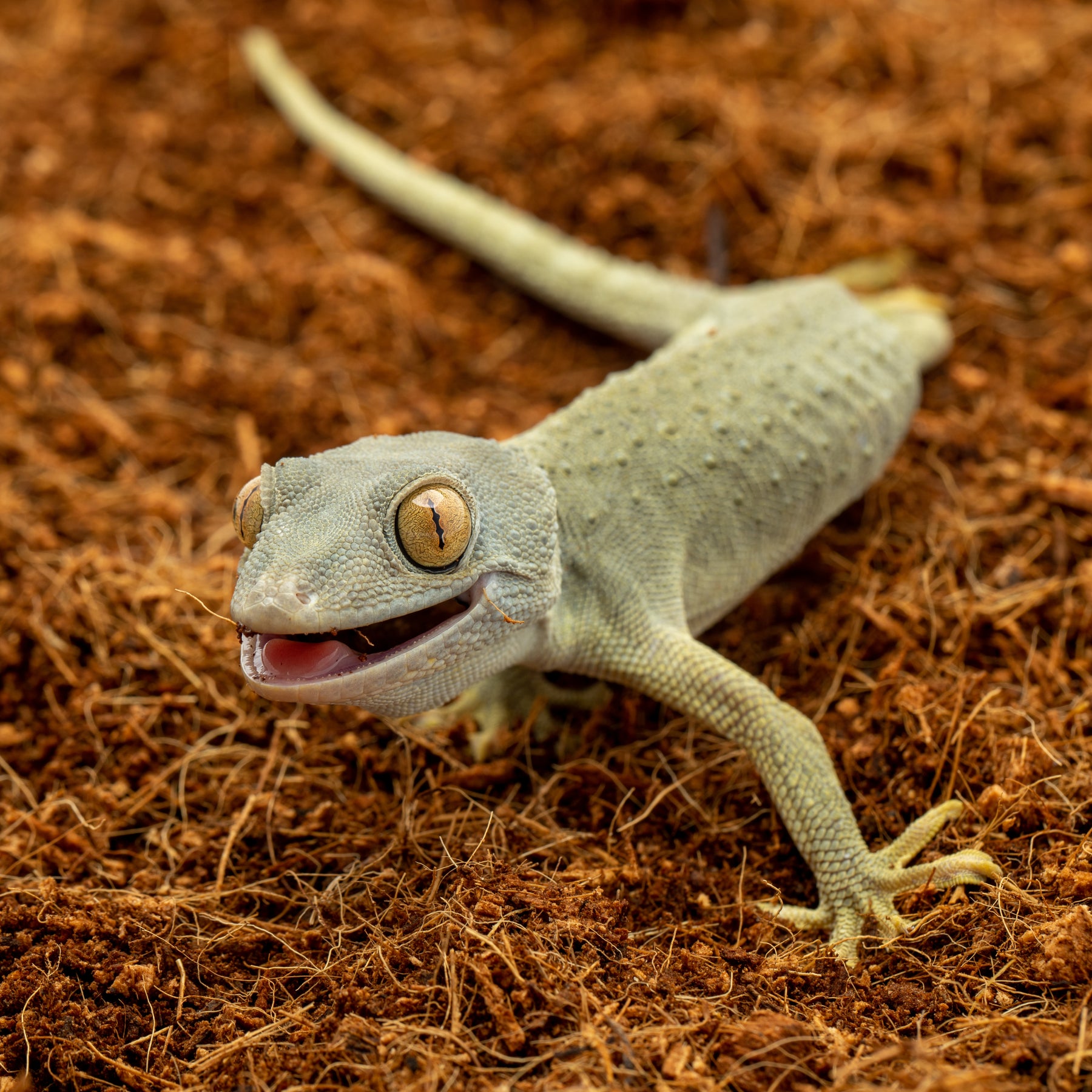 The Perfect Coconut Substrate For Your Reptiles | ReptiChip - ReptiChip LLC