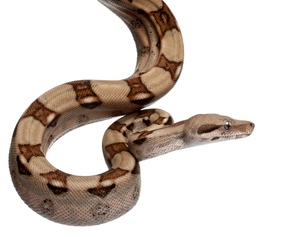 Animals - ReptiChip LLC