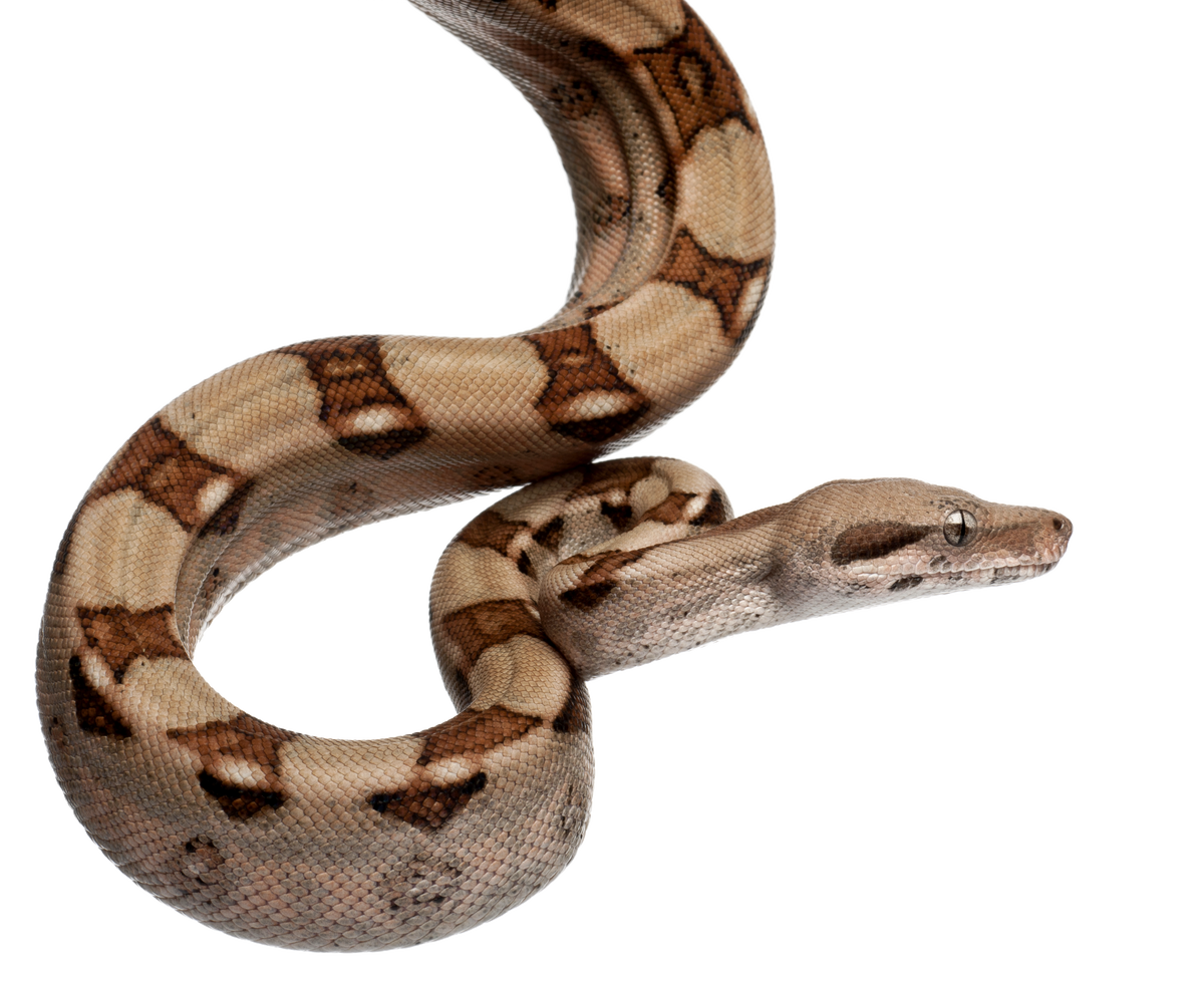 Animals - ReptiChip LLC