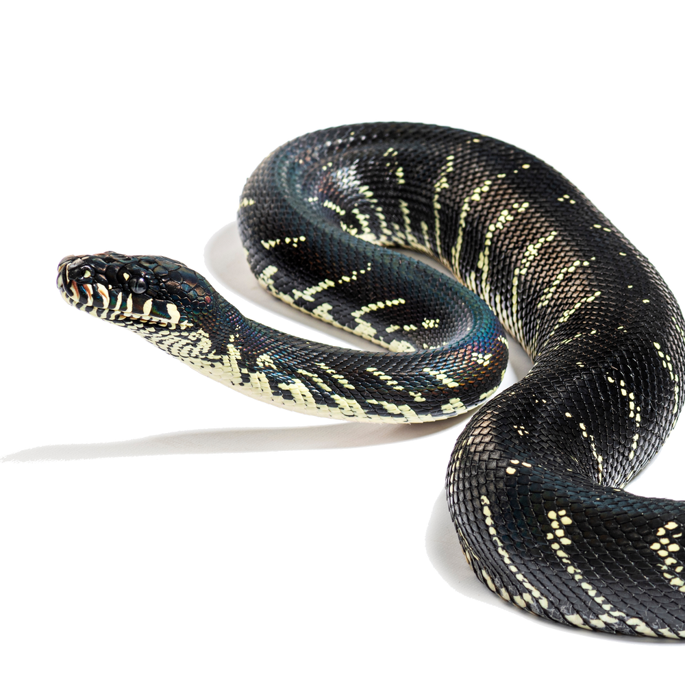 Animals - ReptiChip LLC