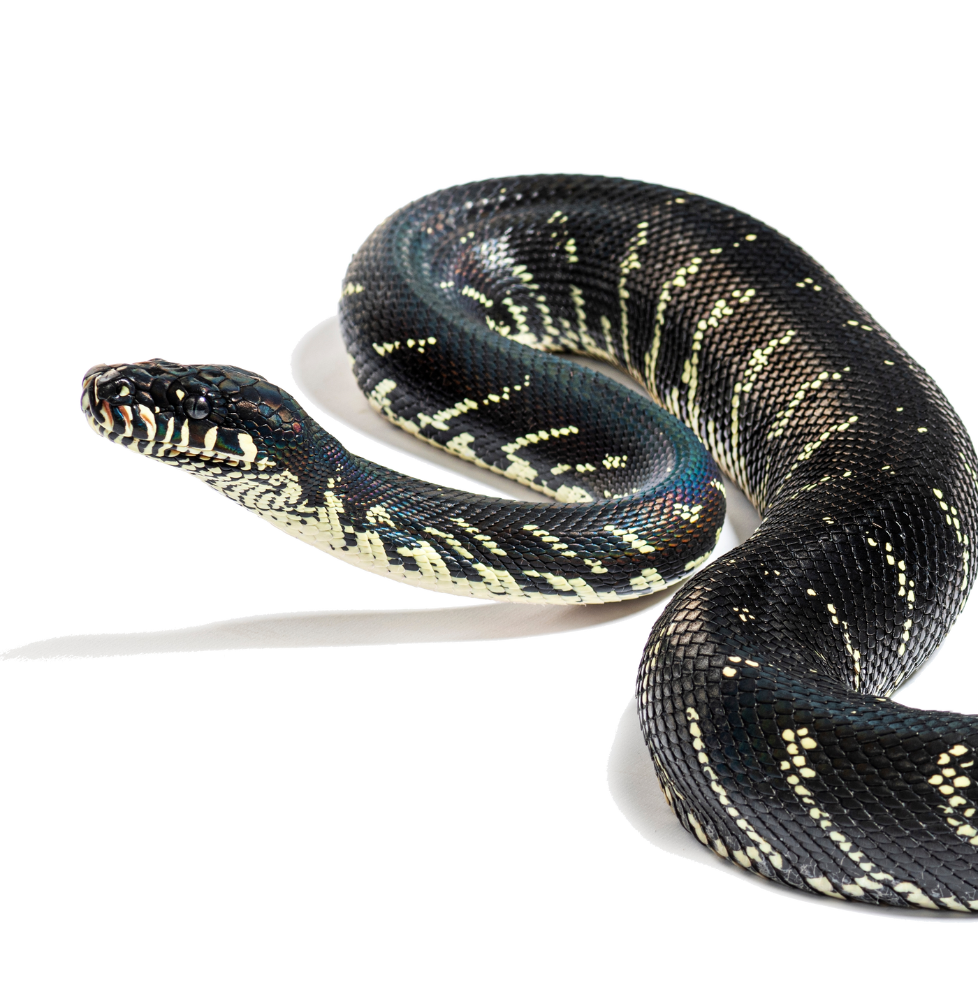 Animals - ReptiChip LLC