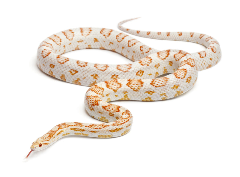 ReptiChip LLC | Premium Reptile Bedding from Perfect Coconut Substrate