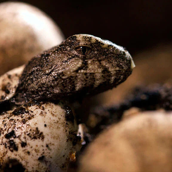 The Perfect Coconut Substrate For Your Reptiles | ReptiChip - ReptiChip LLC