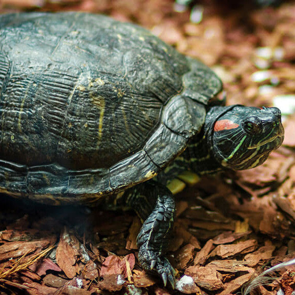 The Perfect Coconut Substrate For Your Reptiles | ReptiChip - ReptiChip LLC